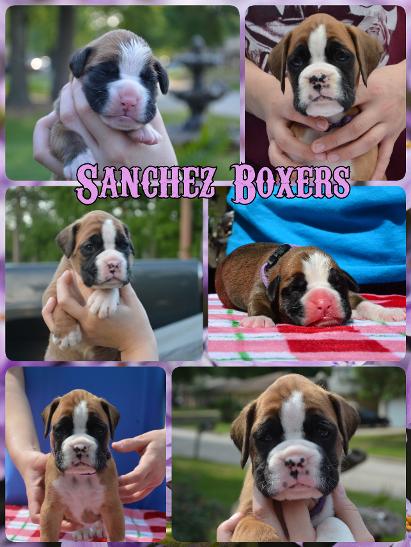 Sanchez AKC Boxers